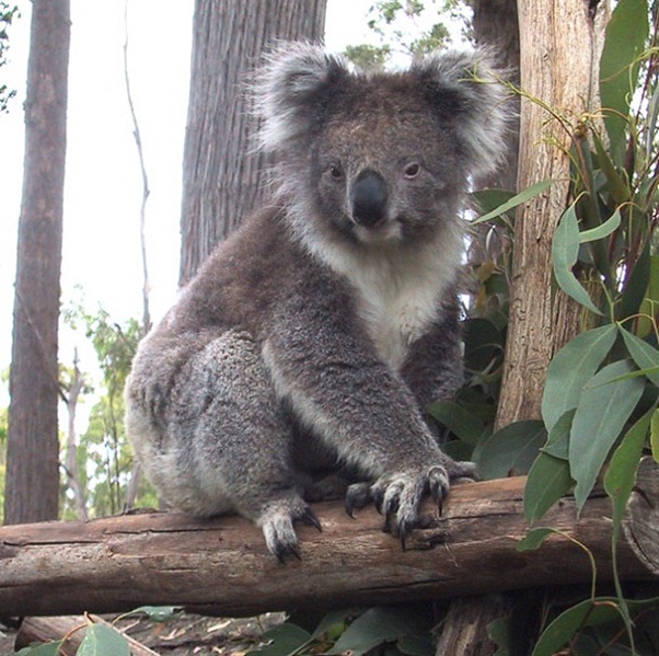 Koala Animal | Interesting Facts & Latest Pictures | All Wildlife ...