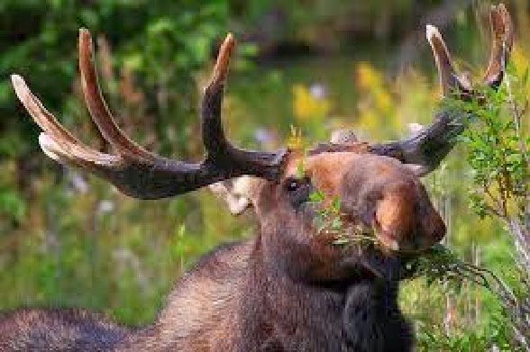 Moose Musings from THE MOOSE ROOM!: Enjoy the magnificence of the moose!