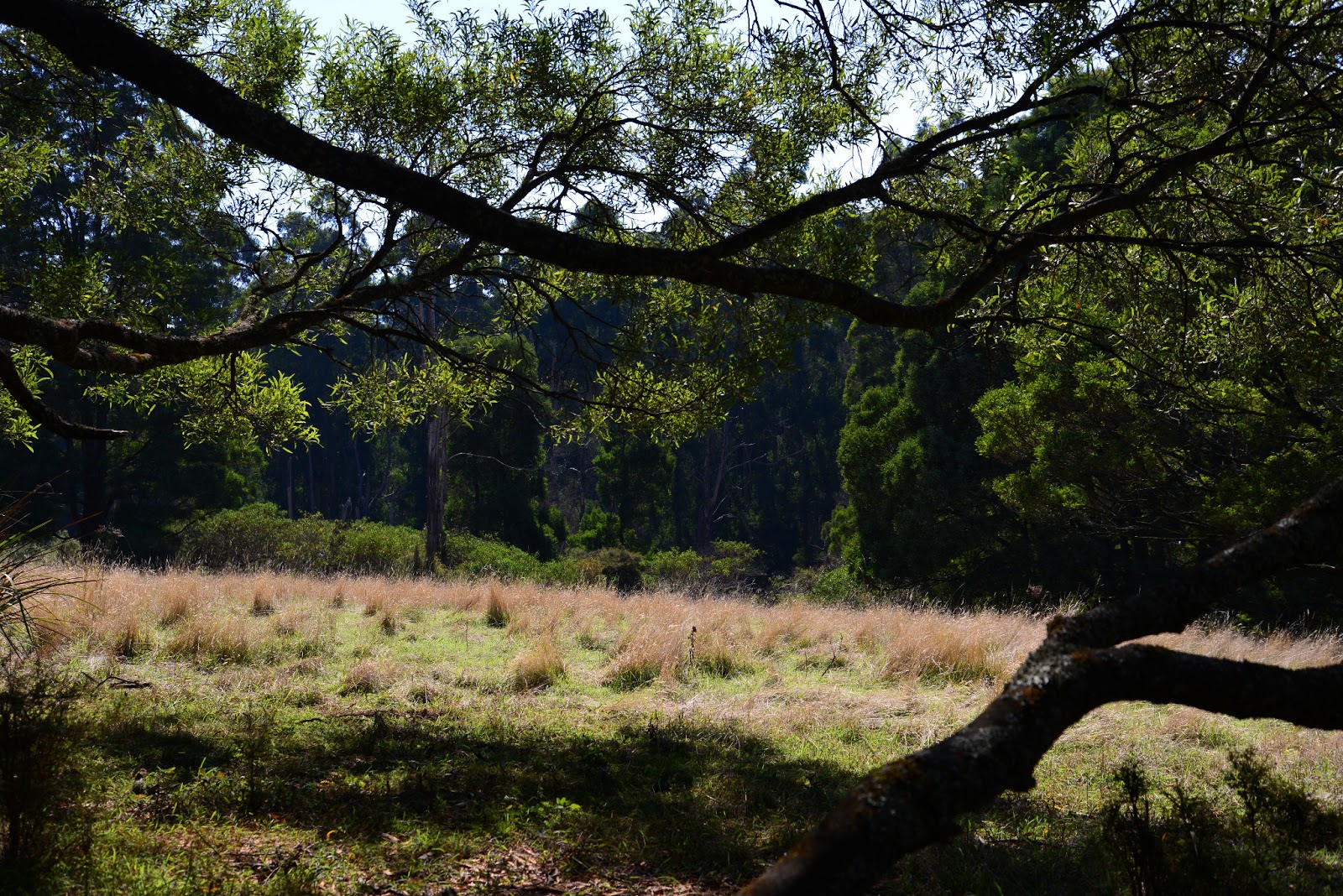 walkabouters club of victoria inc: Sherbrooke Forest, Dandenong Ranges ...