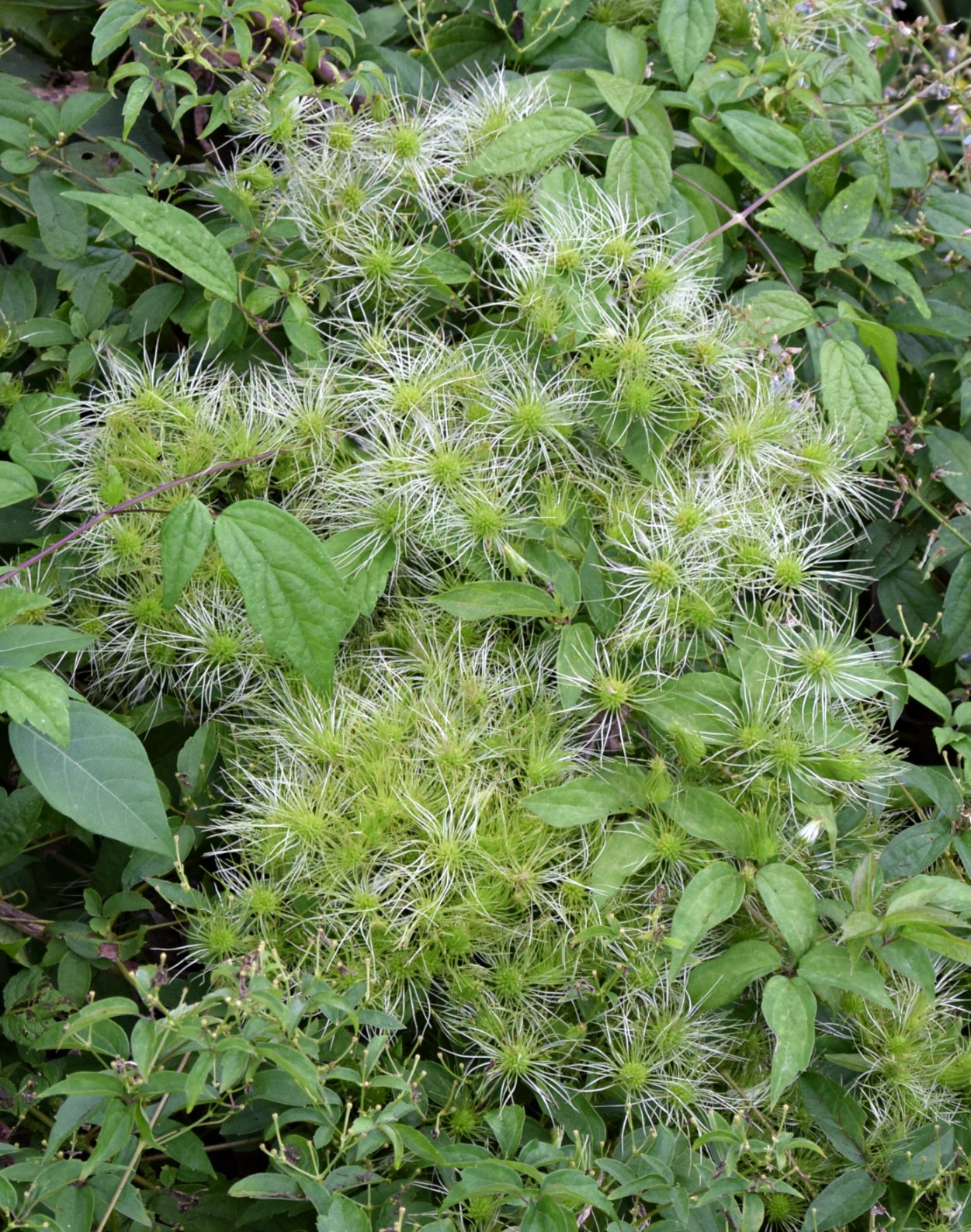 Using Georgia Native Plants: Native Clematis