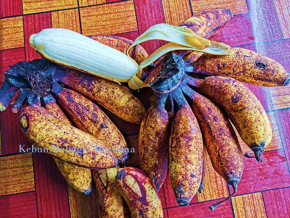 Kebun Bahagia Bersama: Cara Peram Pisang Rastali Tanpa Ubat Kimia Sintetik