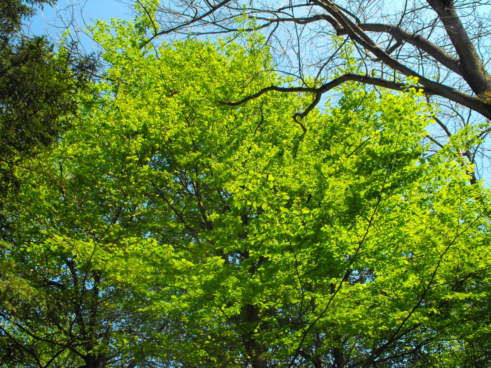 The bluebells of High Elms | The Anger of a Quiet Man