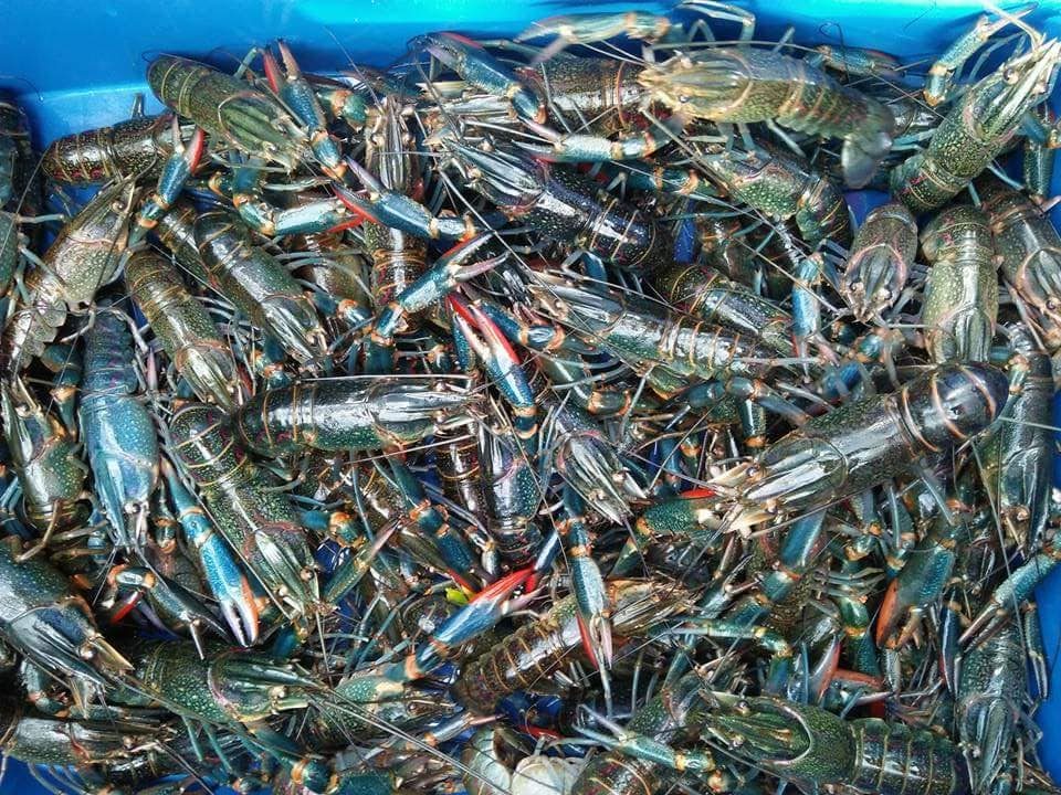 MCD LOBSTER FARM: LOBSTER AIR TAWAR