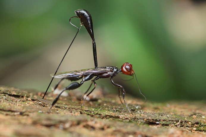 Catalogue of Organisms: A Bunch of Apocrites