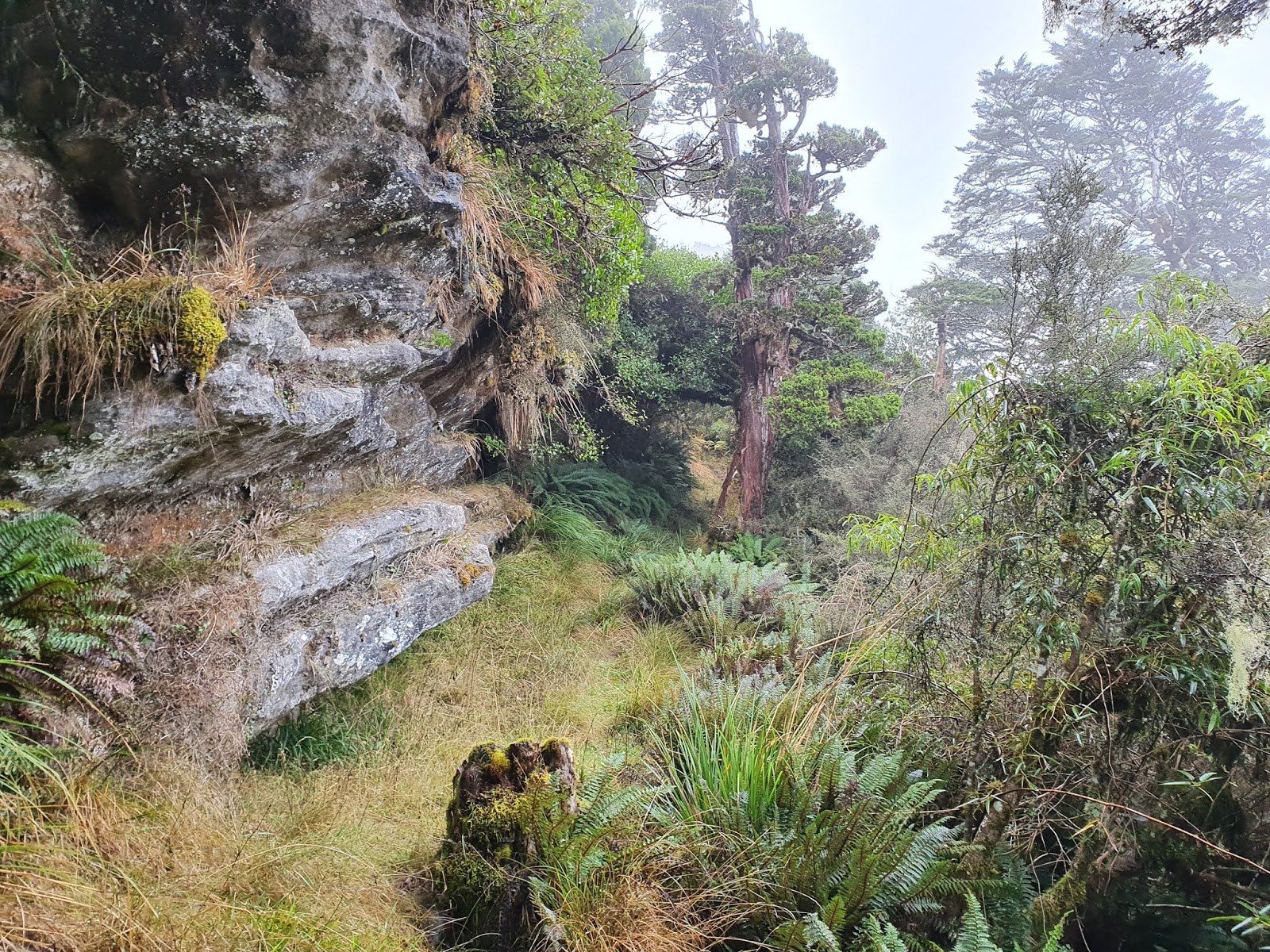 Biking and tramping trip blogs: Ruahine Corner and a tragic end to a ...