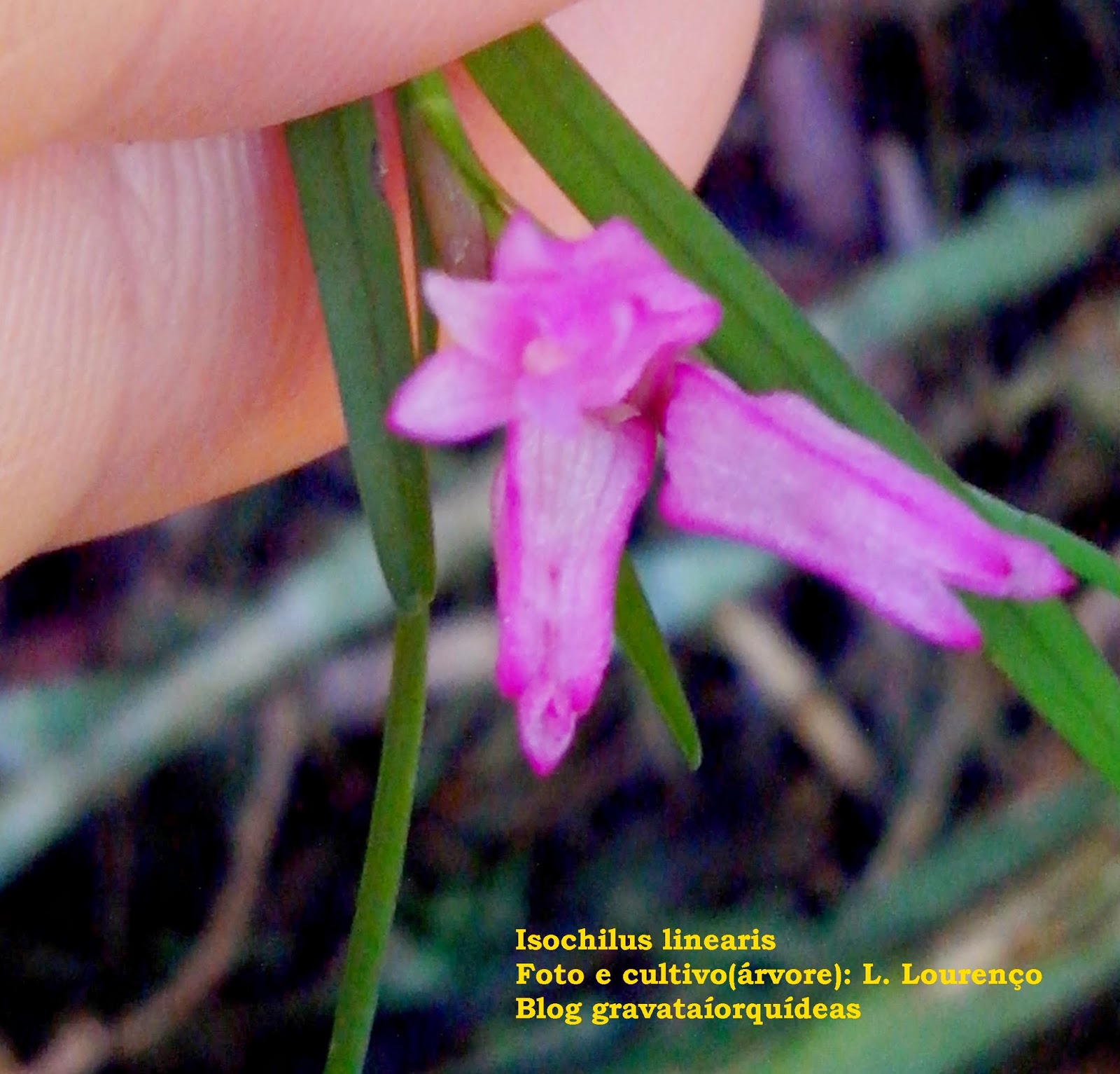 Gravataí - Orquídeas: Isochilus linearis - 08/06/2014