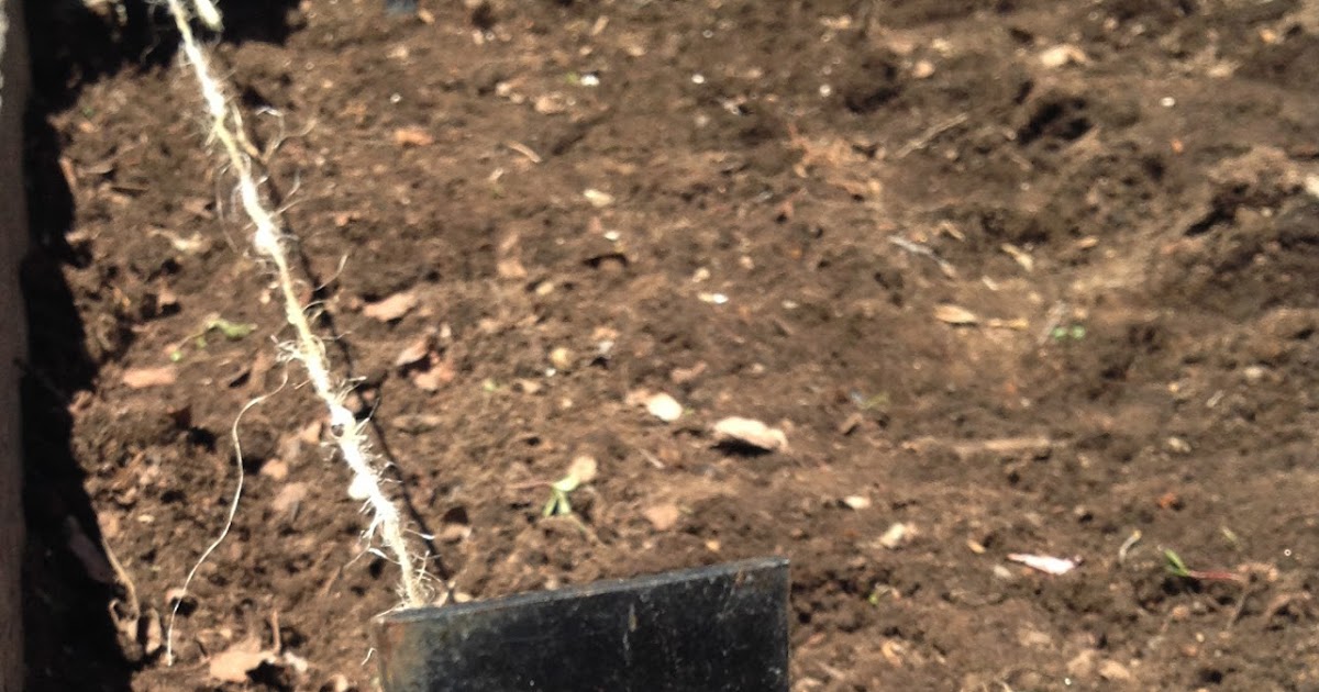 High Elevation Gardening: Week Five- Starting from Scratch: the ...