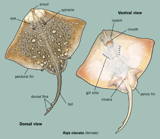 MudChan: Thames Mudlarking: Thornback Ray Spine