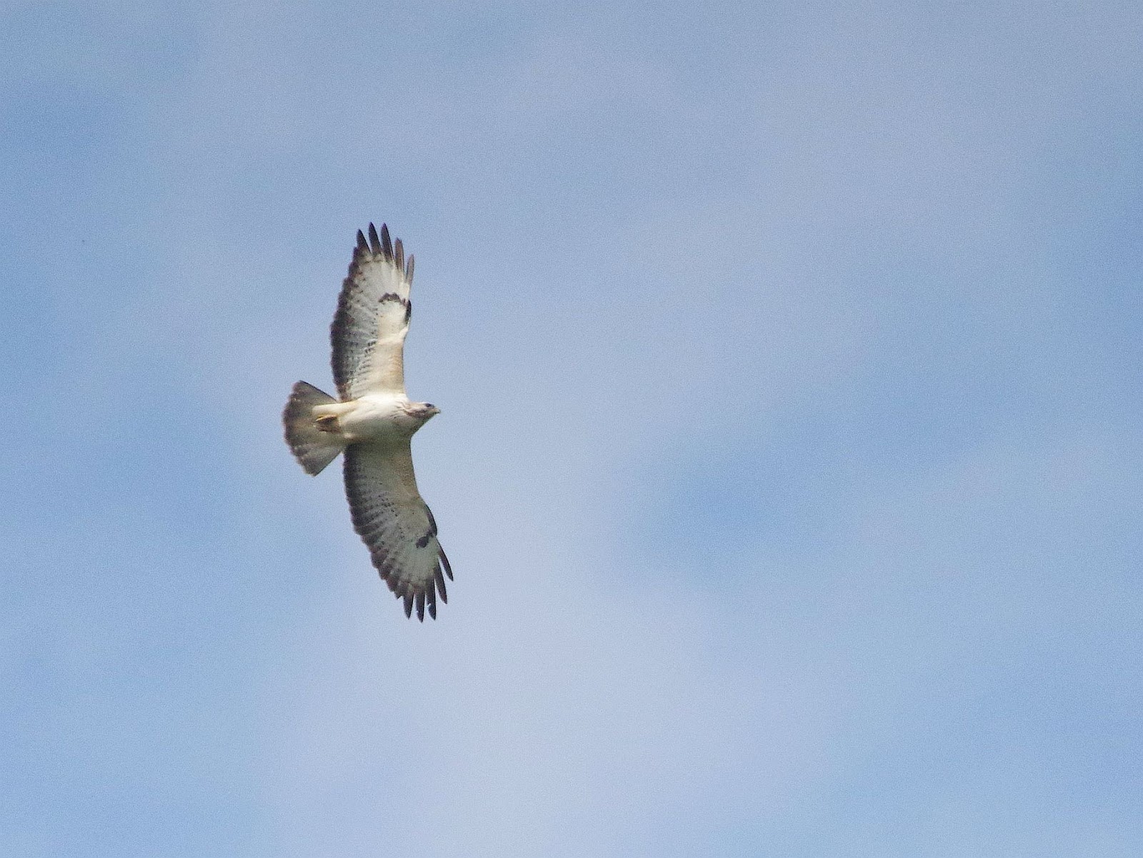 Birds of the Heath: White Buzzard