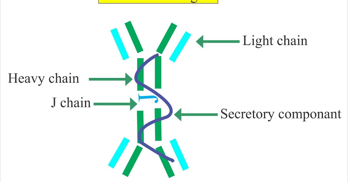 Immunoglobuline A (IgA) ~ Lab Tests Guide