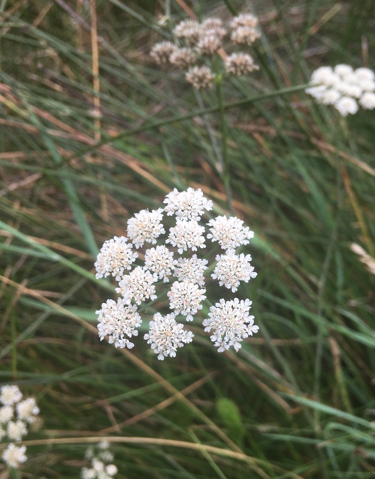 Parsley Water-dropwort
