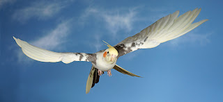 Exotic Birds: Totul despre Nimfe