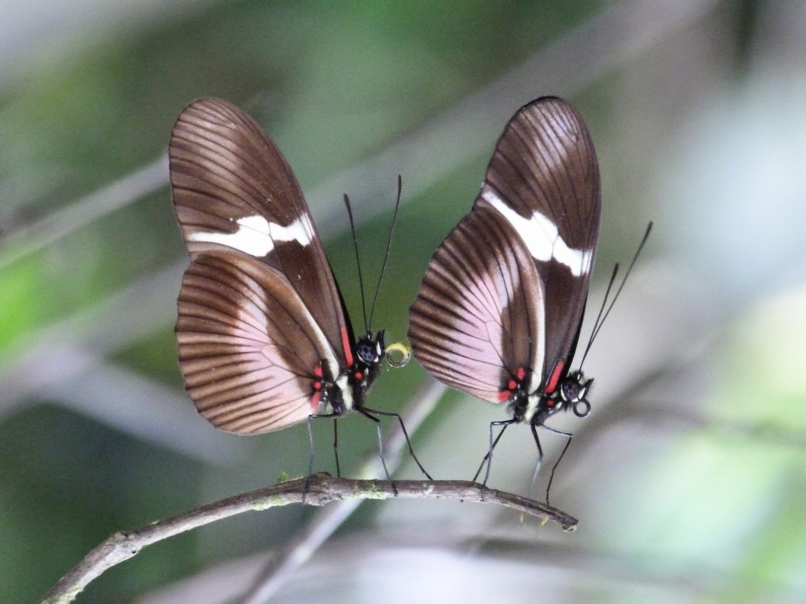 LA NATURALEZA: FAUNA COLOMBIANA