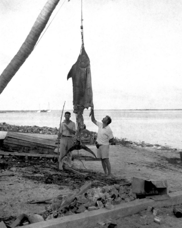 20 Amazing Photographs of Ernest Hemingway Posing With Big Fishes ...