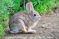 swamp rabbit | Fun Animals Wiki, Videos, Pictures, Stories