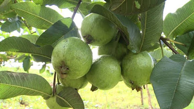 FRUTAS BRASIL: Solos para o Cultivo da Goiaba