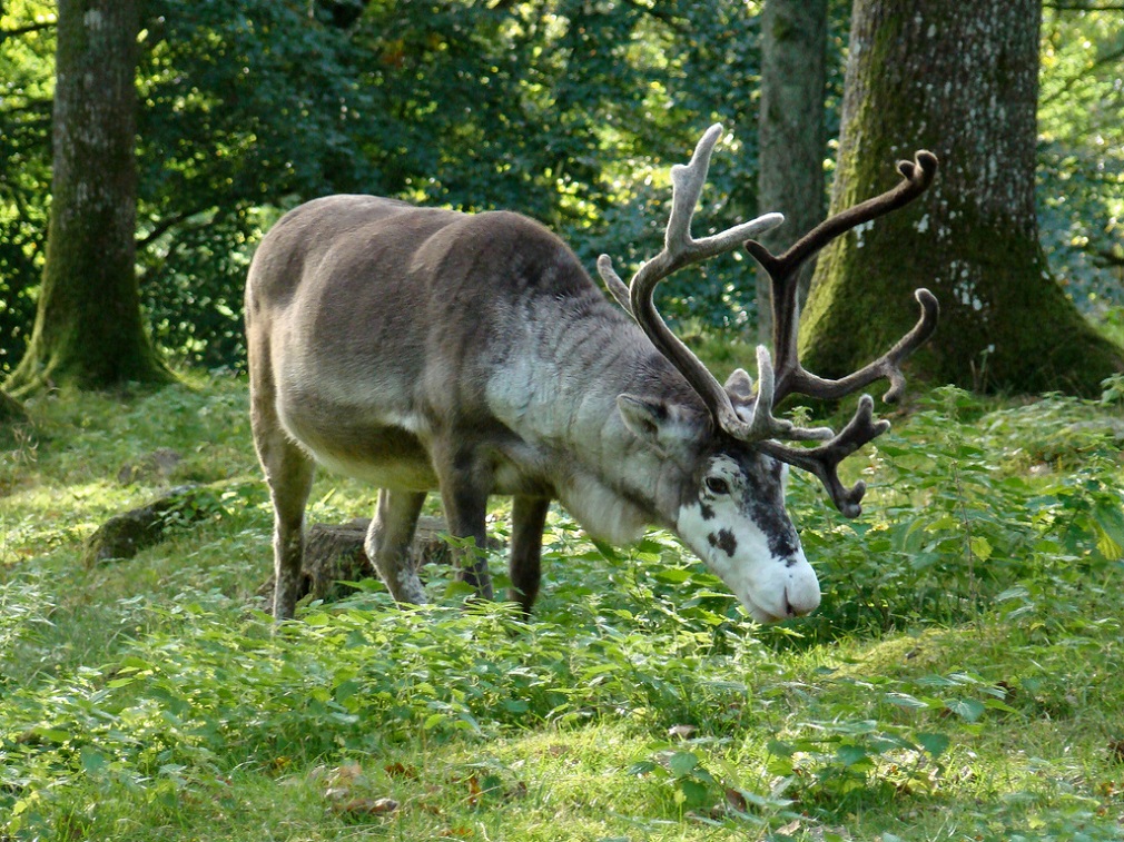 TVL: Animal da semana - Rena