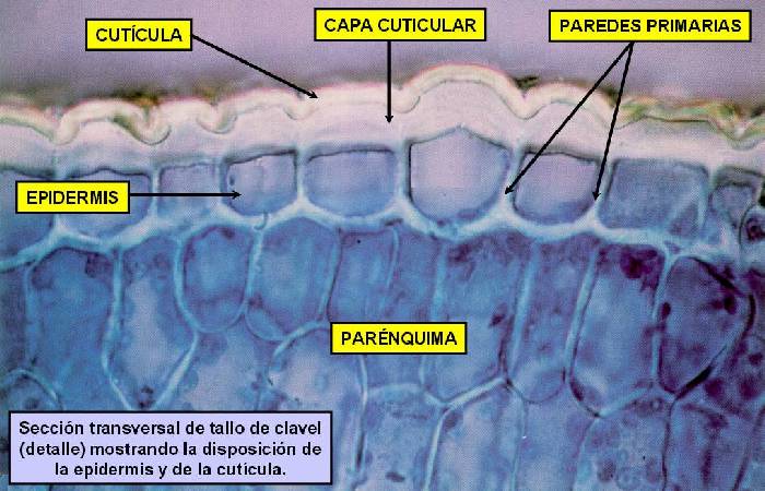 Asteraceae: Março 2016