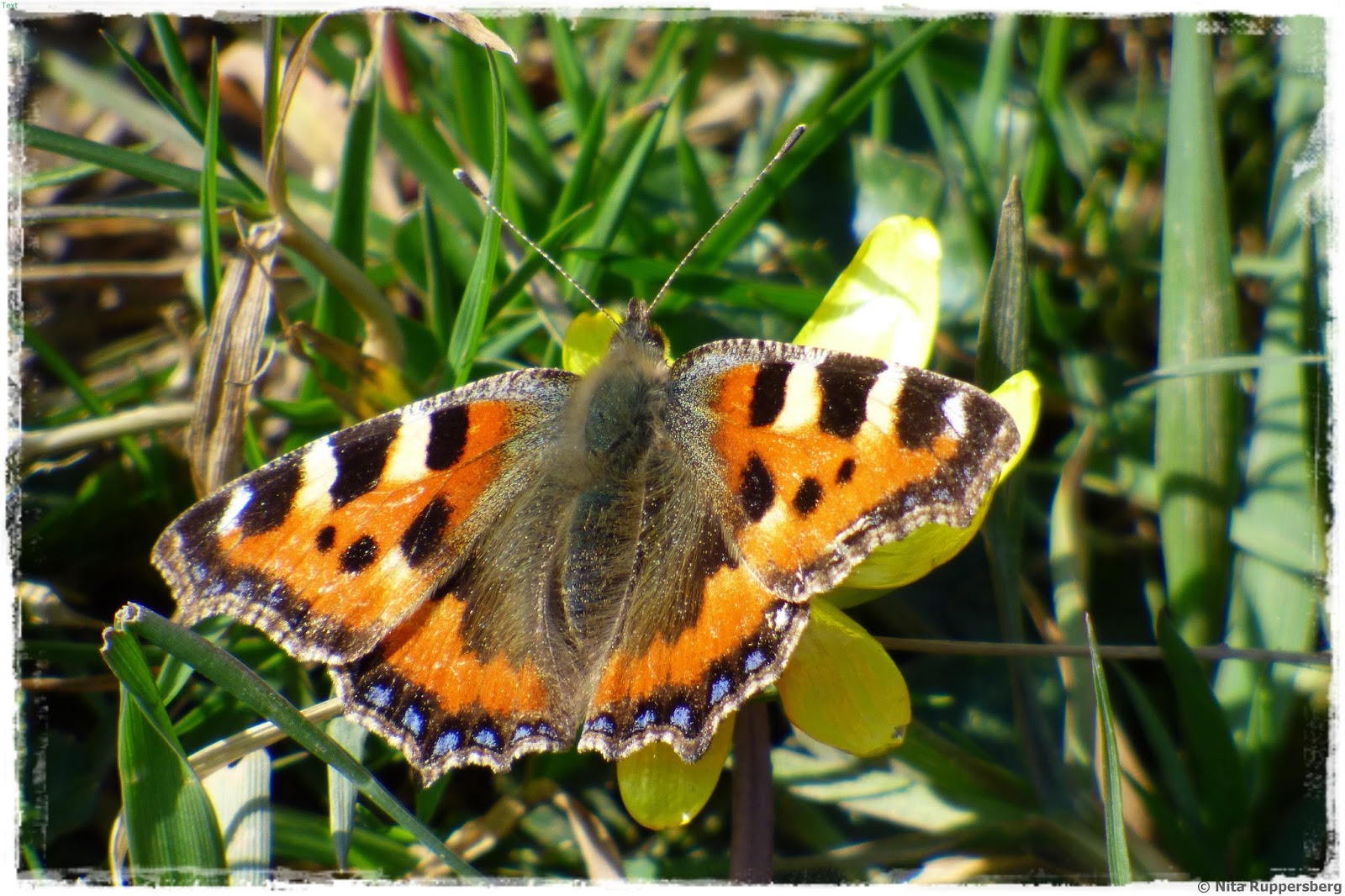 Kaalvoet in Engeland: Skone Skoenlappers