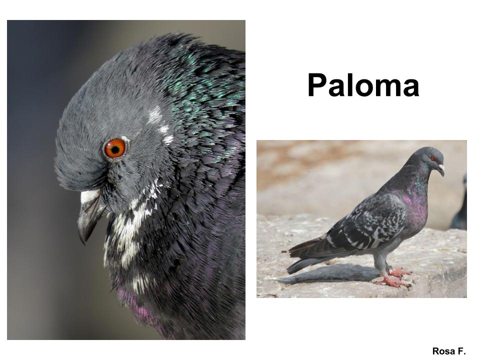 Vocabulario en imágenes. Maestra de Infantil y Primaria.: Pájaros y ...