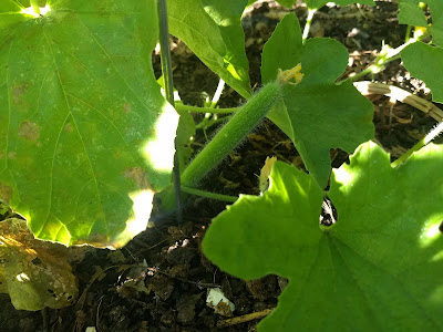 The Scientific Gardener: Long Dark Armenian Cucumber 2020