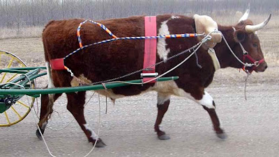 storybrookeripples: ox and dog blog: To Make a Single Ox Yoke, Part 18