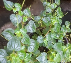 PLANTAS COMUNS NO RJ: PLANTAS COM NOMES