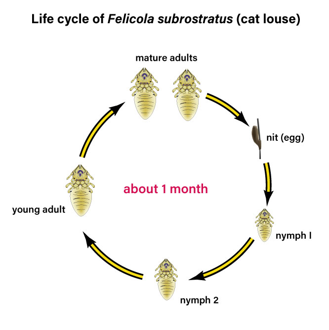 Felicola subrostratus: Kutu Kucing Taksonomi, Morfologi, Kepentingan ...