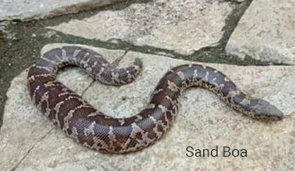 Snakes of jammu and kashmir