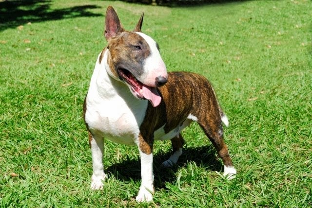 Bull terrier