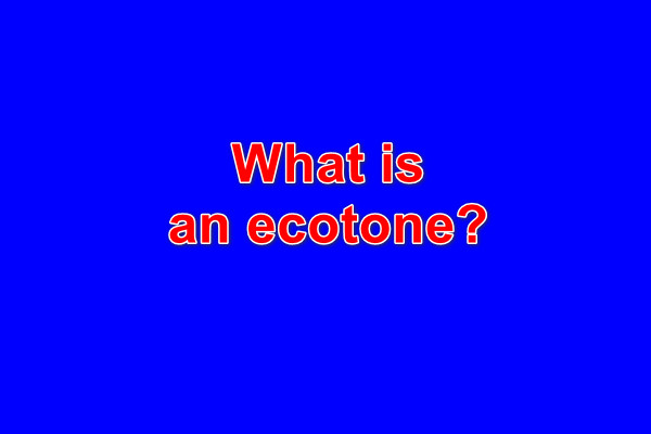 What is an ecotone?