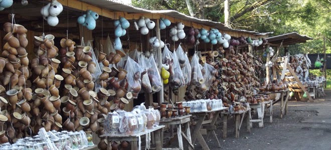 Como é produzido o fruto que dá origem às cuias de chimarrão?