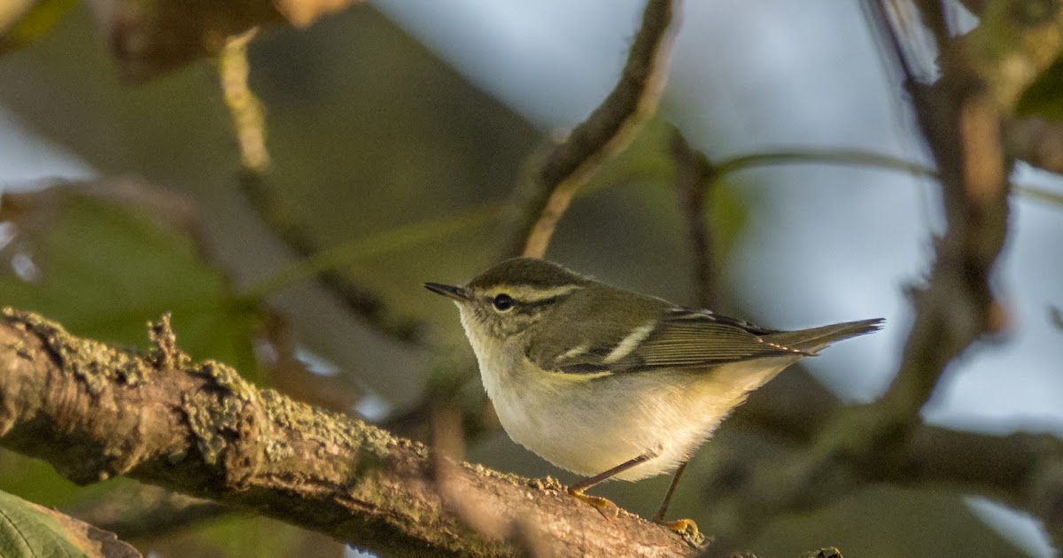 Portland Bird Observatory and Field Centre: 4th November
