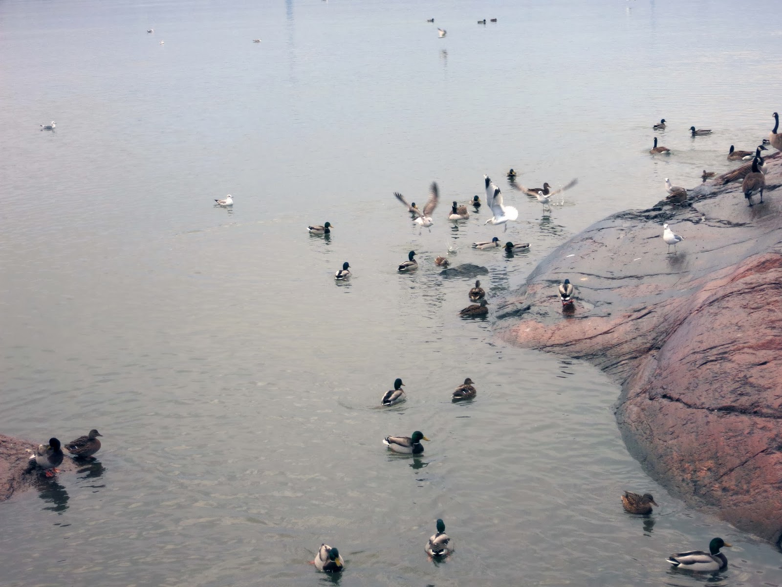 Söta drömmar: Fölisön en regnig vinterdag