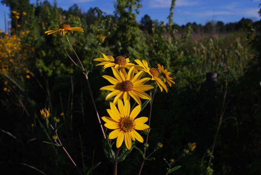 Space Coast Wildflowers: Muck Sunflowers, October 7, 2012