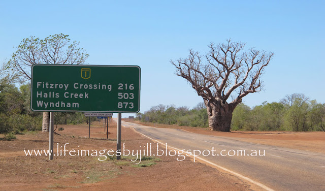 Life Images by Jill: The Boab tree - Adansonia gregorii