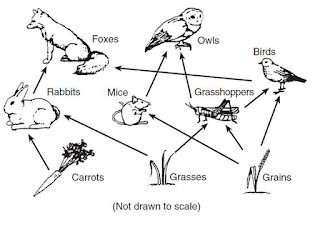 Group 1-Grade 8 Natural Sciences Class Blog: TERM TEST