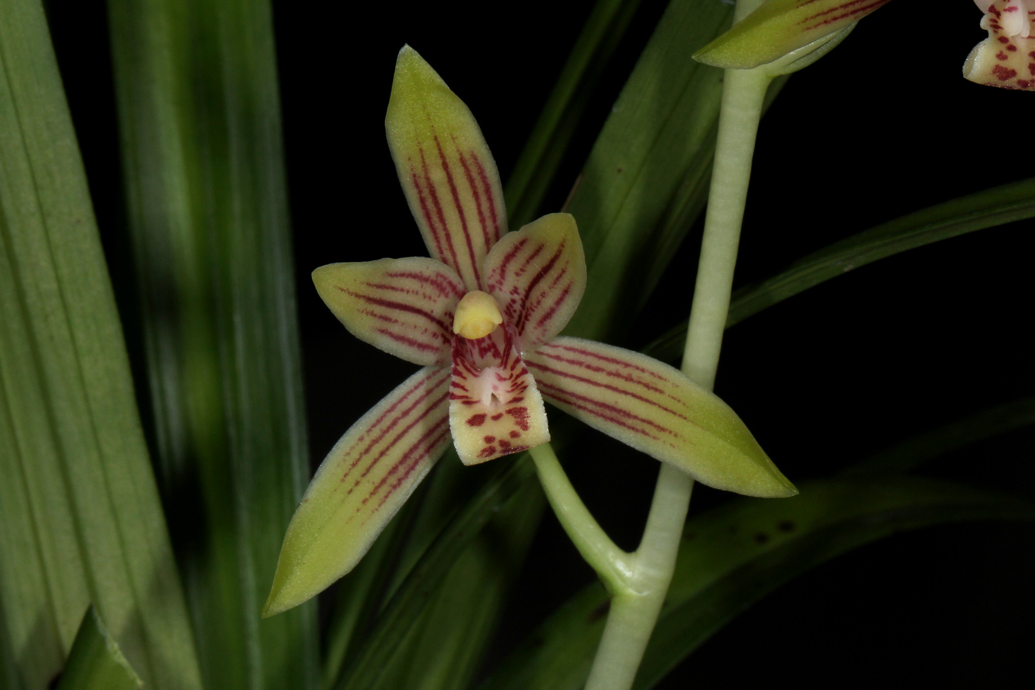 Cymbidium ensifolium - The four-season orchid care and culture ...