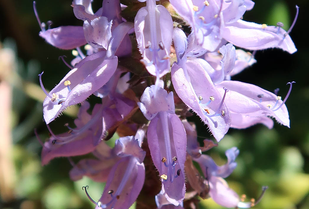 Inspiration by Deseos Design: Plectranthus neochilus - Lobster flower