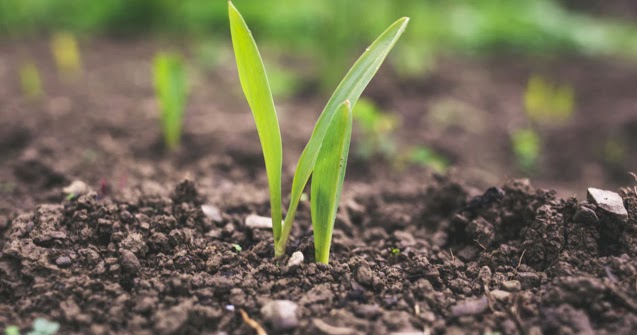 Silicon Soil Saviours