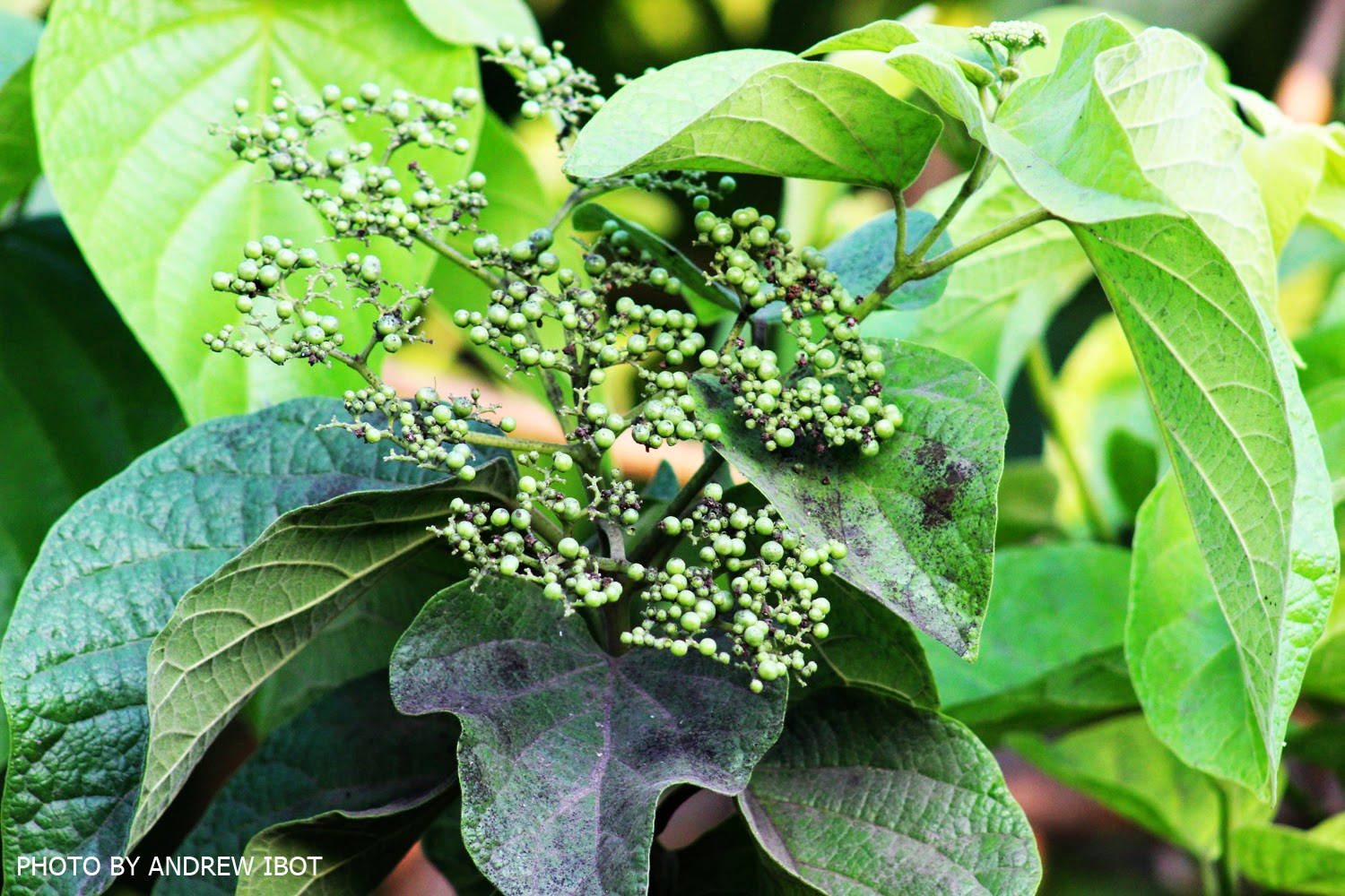Ako si ANDREW IBOT!: Alagaw (Premna Odorata Blanco)