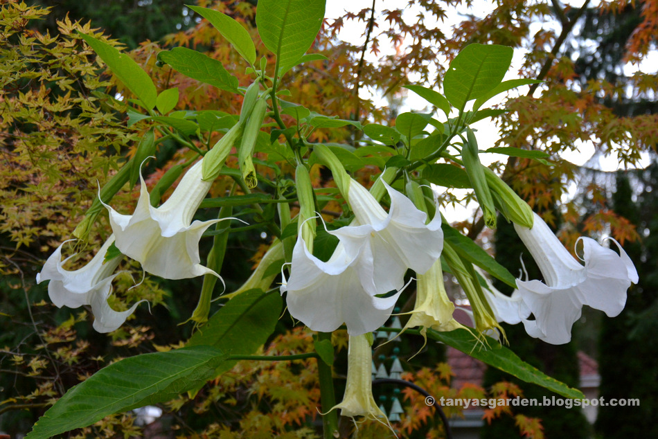 MySecretGarden: Fall Garden Snaps