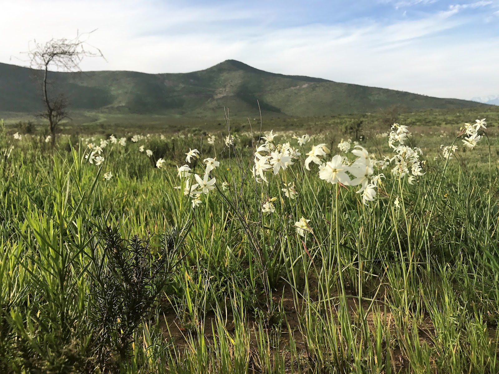 Origen Limarí: Flora y Fauna
