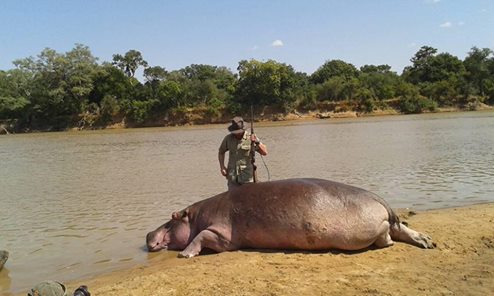 Hippo Hunting | Zambia: Hippo Hunt South Luangwa