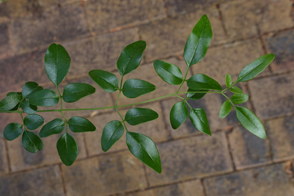Trifoliate Compound Leaf