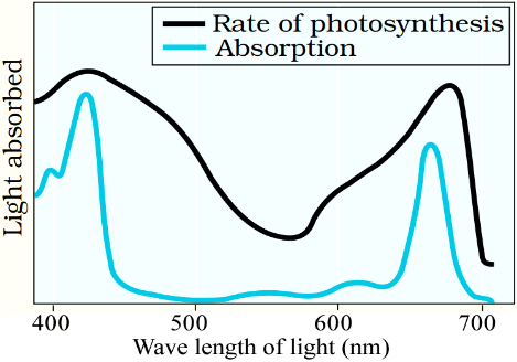 Photosynthesis - Notes | Class 11 | Part 2: Photosynthesis- Site and ...