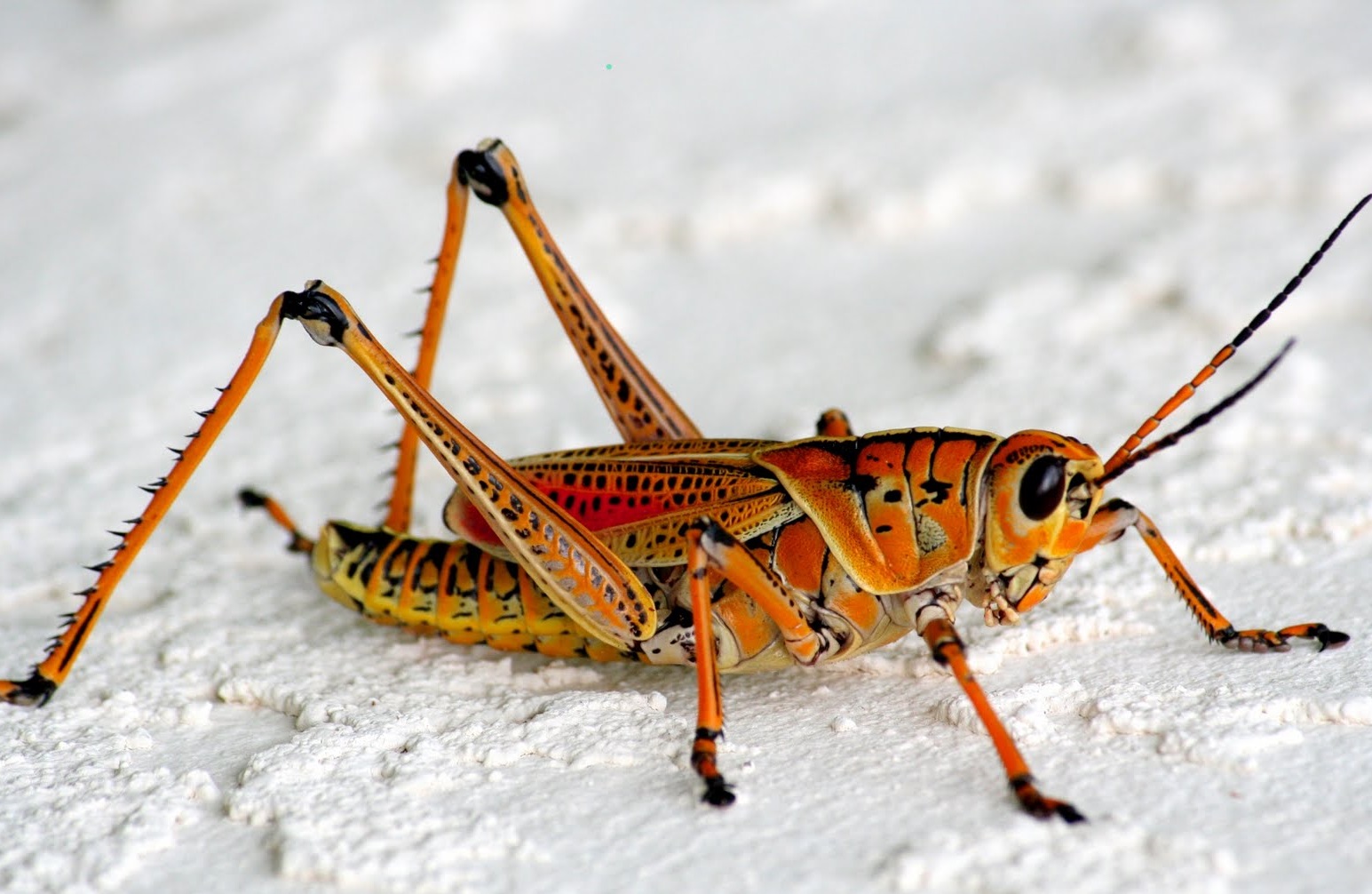 Grasshopper