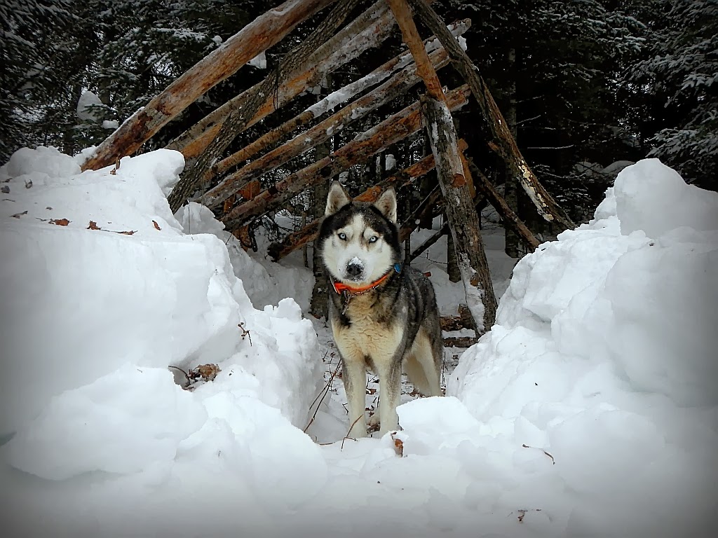 American Grouch: Winter Shelter Build Part I