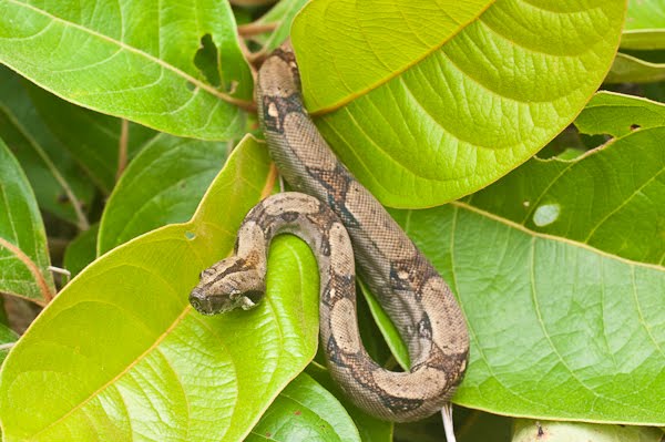 Panama Silvestre: Boa constrictor (Boidae)