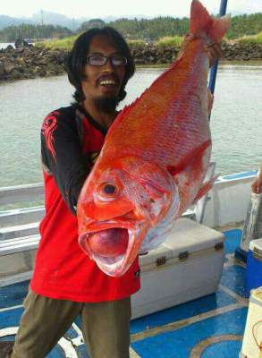 pancing jepang: Cara mancing Ruby Snapper
